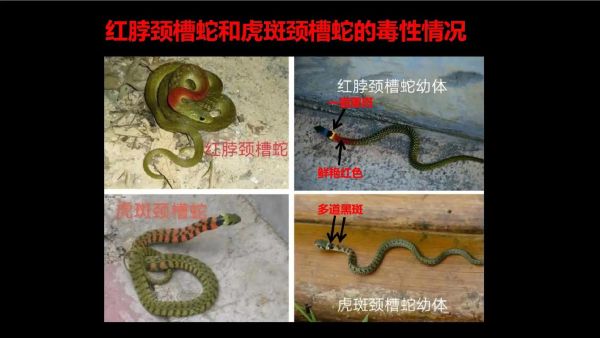 虎斑颈槽蛇有毒吗_虎斑颈槽蛇咬伤怎么处理-第2张图片-山城妙识