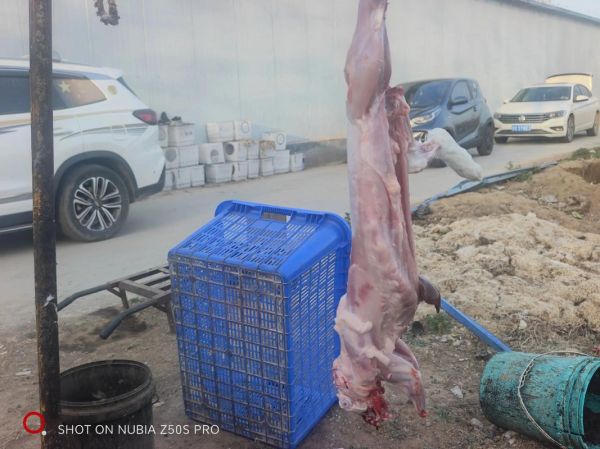 兔肉多少钱一斤2020_兔肉价格走势-第2张图片-山城妙识