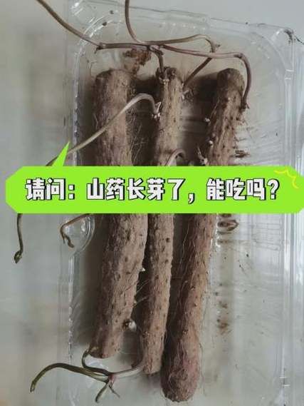 长山药发芽了还能吃吗_发芽长山药怎么处理-第1张图片-山城妙识