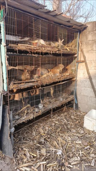 兔肉多少钱一斤2020_兔肉价格走势-第3张图片-山城妙识