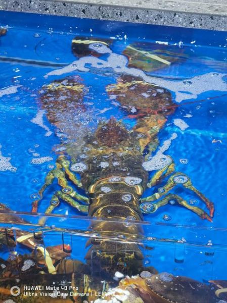 龙虾价格多少钱一斤_不同品种龙虾价格排名-第2张图片-山城妙识