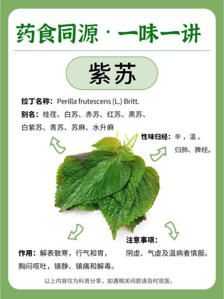 紫苏叶的功效与作用_紫苏叶能治疗哪些疾病-第1张图片-山城妙识 紫苏叶的功效与作用_紫苏叶能治疗哪些疾病-第1张图片-山城妙识