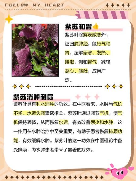 紫苏叶的功效与作用_紫苏叶能治疗哪些疾病-第3张图片-山城妙识 紫苏叶的功效与作用_紫苏叶能治疗哪些疾病-第3张图片-山城妙识