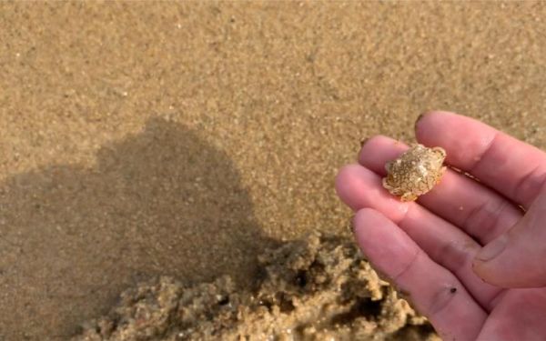 奄奄一息的螃蟹怎么抢救_螃蟹快死了还能救活吗-第3张图片-山城妙识