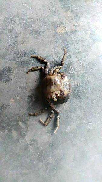 奄奄一息的螃蟹怎么抢救_螃蟹快死了还能救活吗-第2张图片-山城妙识