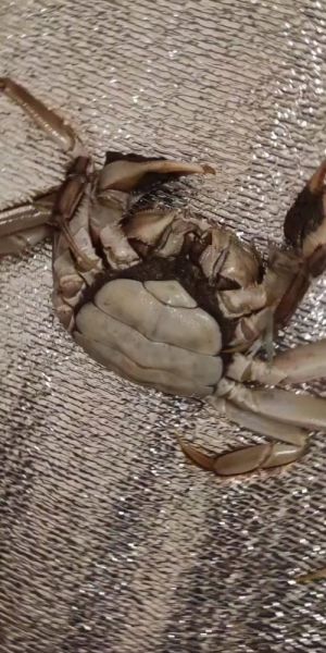 奄奄一息的螃蟹怎么抢救_螃蟹快死了还能救活吗-第1张图片-山城妙识