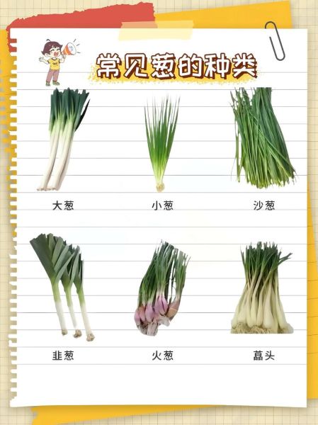 大葱图片大全_大葱品种怎么区分-第1张图片-山城妙识