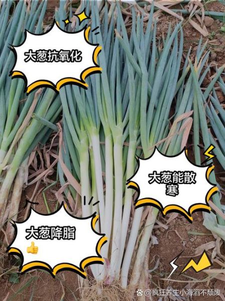 大葱图片大全_大葱品种怎么区分-第3张图片-山城妙识