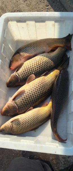 鲤鱼多少钱一斤_鲤鱼价格行情-第1张图片-山城妙识