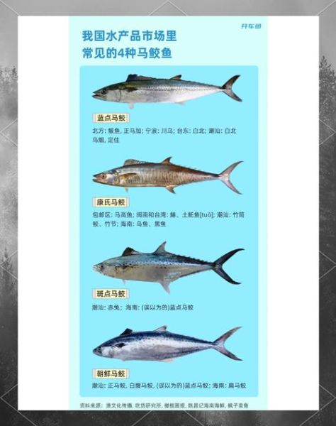 马鲛鱼图片大全_如何分辨真假马鲛鱼-第1张图片-山城妙识