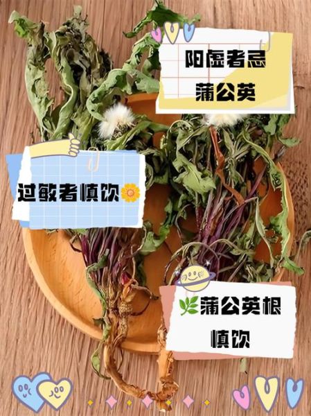 蒲公英根泡水一天用量_蒲公英根一天喝几次-第3张图片-山城妙识