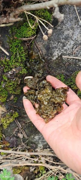 地皮菜是什么菜_地皮菜和木耳菜的区别-第1张图片-山城妙识