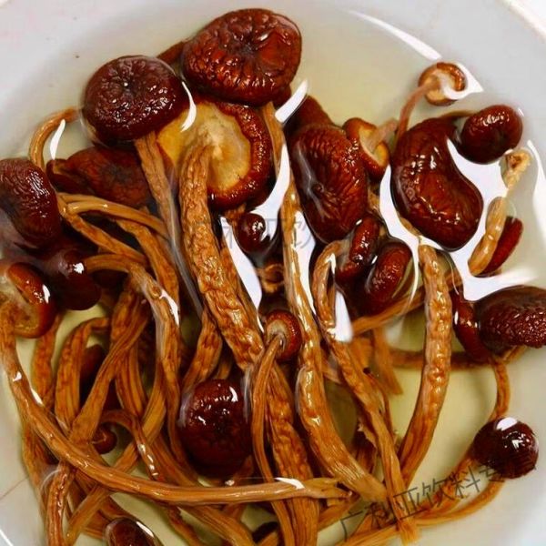 干茶树菇怎么煮才会烂_茶树菇快速软烂技巧-第1张图片-山城妙识