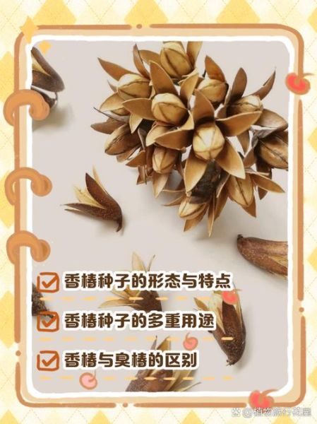 香椿树种子怎么种_香椿树种子多少钱一斤-第3张图片-山城妙识