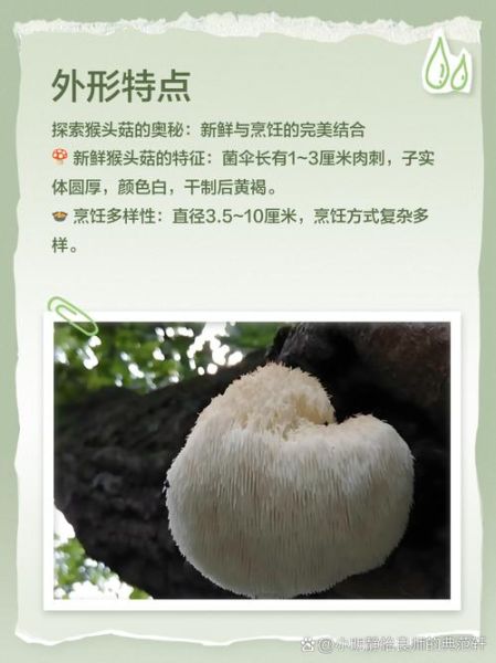 鲜猴头菇图片大全_如何挑选优质猴头菇-第3张图片-山城妙识