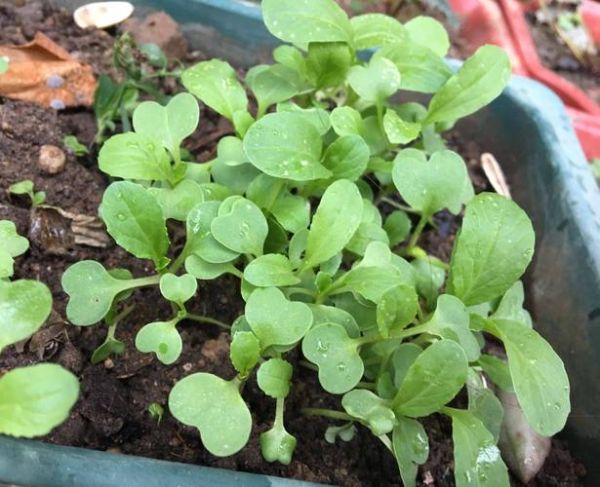 青菜品种大全_哪些青菜适合阳台种植-第1张图片-山城妙识