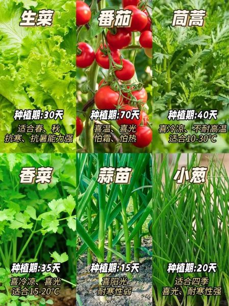 青菜品种大全_哪些青菜适合阳台种植-第3张图片-山城妙识