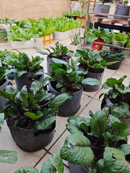 青菜品种大全_哪些青菜适合阳台种植-第2张图片-山城妙识