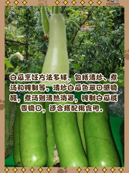 大白瓜怎么挑选_大白瓜的功效与作用-第1张图片-山城妙识