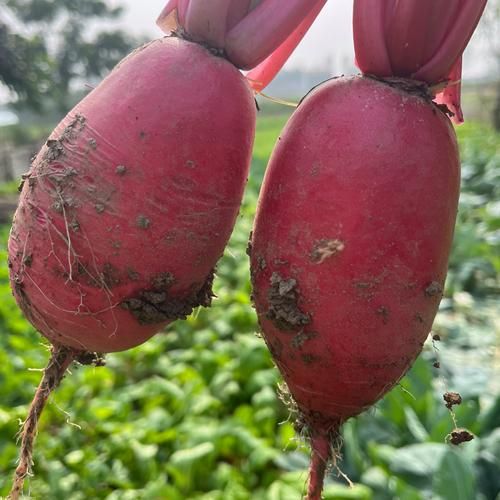 红皮萝卜能治痛风吗_痛风吃红皮萝卜有用吗-第1张图片-山城妙识 红皮萝卜能治痛风吗_痛风吃红皮萝卜有用吗-第1张图片-山城妙识