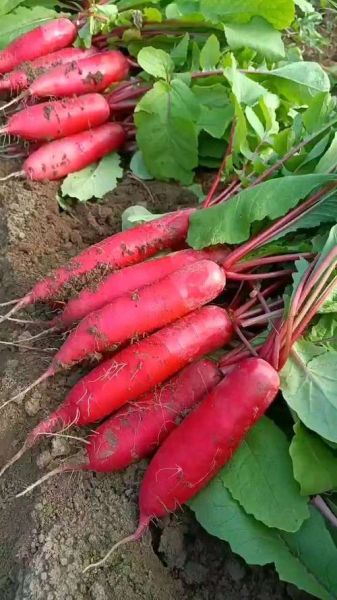 红皮萝卜能治痛风吗_痛风吃红皮萝卜有用吗-第3张图片-山城妙识 红皮萝卜能治痛风吗_痛风吃红皮萝卜有用吗-第3张图片-山城妙识