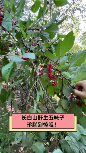 五味子多少钱一斤_野生五味子价格-第1张图片-山城妙识