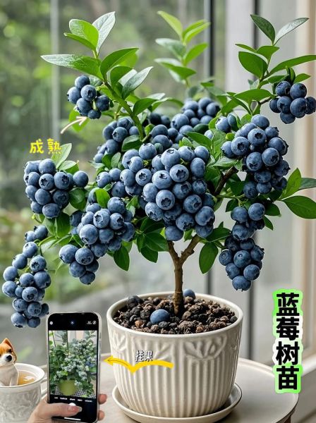 蓝莓树几年结果_蓝莓树多久能结果-第1张图片-山城妙识