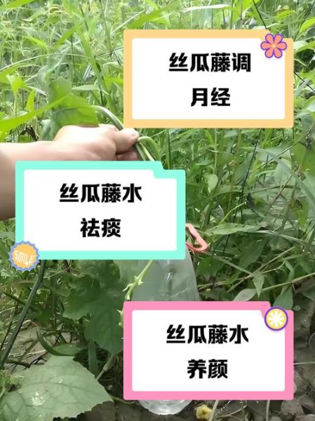 丝瓜藤流出的水有什么功效_丝瓜水能直接喝吗-第1张图片-山城妙识