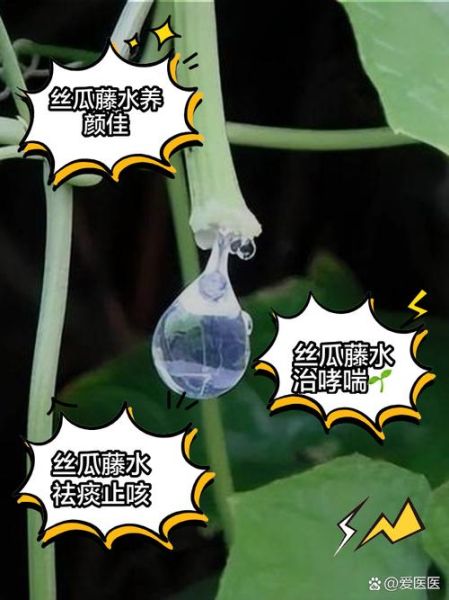 丝瓜藤流出的水有什么功效_丝瓜水能直接喝吗-第2张图片-山城妙识