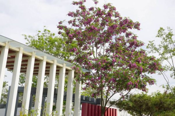 香花槐树适合种哪里_香花槐树几年能开花-第2张图片-山城妙识