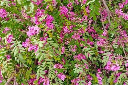 香花槐树适合种哪里_香花槐树几年能开花-第1张图片-山城妙识