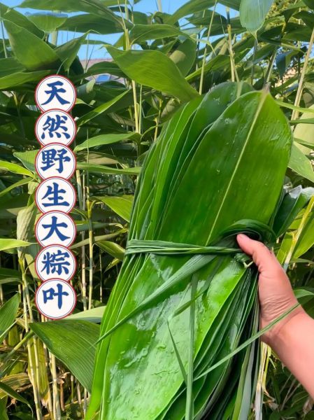 粽叶有哪几种_粽叶种类区别-第3张图片-山城妙识