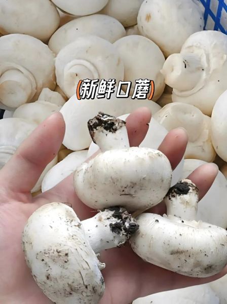 口蘑什么梗_口蘑梗出处-第1张图片-山城妙识