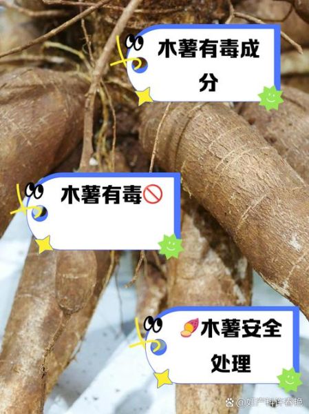 面包木薯的功效与作用_面包木薯怎么吃最健康-第1张图片-山城妙识