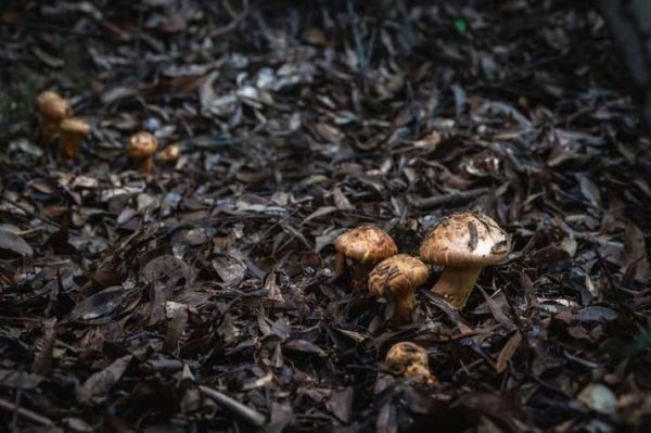 口蘑伞下黑色绒毛可以吃吗_口蘑变黑还能吃吗-第1张图片-山城妙识 口蘑伞下黑色绒毛可以吃吗_口蘑变黑还能吃吗-第1张图片-山城妙识