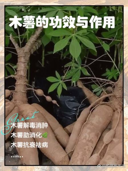 面包木薯的功效与作用_面包木薯怎么吃最健康-第3张图片-山城妙识