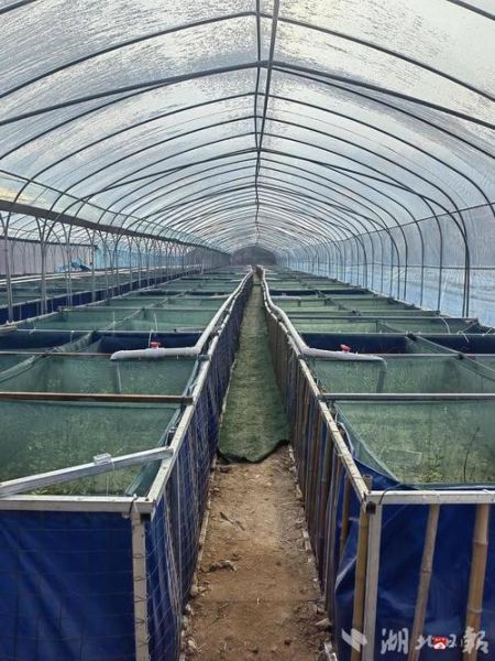 养黄鳝土池怎么建_养黄鳝土池用什么土最好-第1张图片-山城妙识 养黄鳝土池怎么建_养黄鳝土池用什么土最好-第1张图片-山城妙识