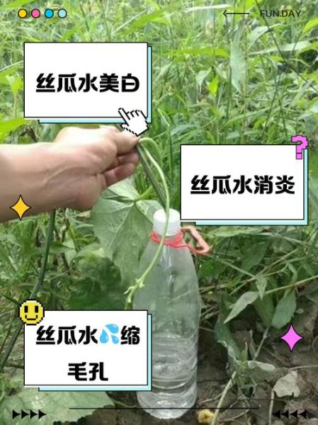 丝瓜水怎么取_丝瓜水怎么保存-第1张图片-山城妙识