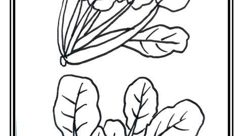 菠菜图片儿童画怎么画_菠菜简笔画步骤-第2张图片-山城妙识