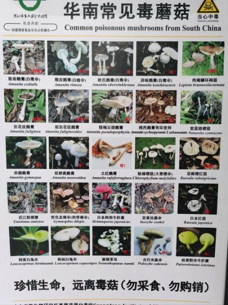蘑菇种类大全_如何识别毒蘑菇-第2张图片-山城妙识