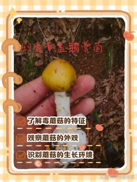 蘑菇种类大全_如何识别毒蘑菇-第3张图片-山城妙识