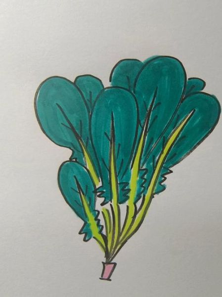 菠菜图片儿童画怎么画_菠菜简笔画步骤-第1张图片-山城妙识