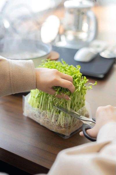 芽苗菜为什么好多人做不起来_新手失败原因-第1张图片-山城妙识