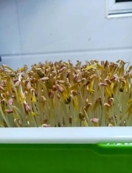 芽苗菜为什么好多人做不起来_新手失败原因-第2张图片-山城妙识