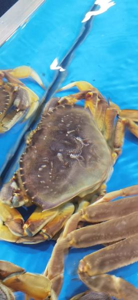 螃蟹图片大全_真实高清图哪里找-第3张图片-山城妙识