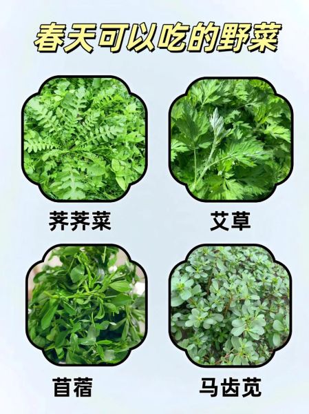 能吃的野菜有哪些_常见野菜图片及名称-第2张图片-山城妙识