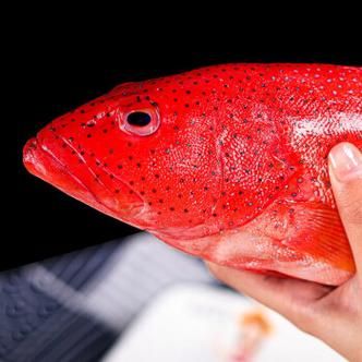 红星石斑鱼多少钱一斤_红星石斑鱼怎么做好吃-第3张图片-山城妙识