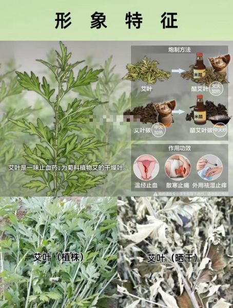艾叶炭的功效与作用_艾叶炭能止血吗-第2张图片-山城妙识