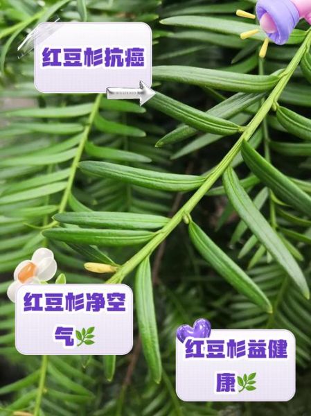 红豆杉的功效与作用_红豆杉的禁忌症有哪些-第1张图片-山城妙识