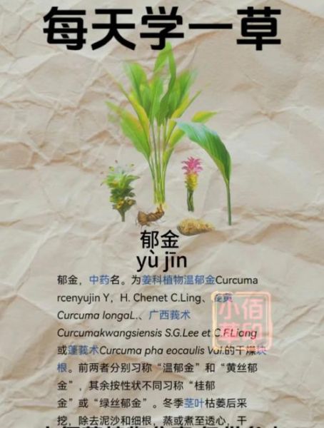 郁金副作用有哪些_郁金毒性大吗-第1张图片-山城妙识